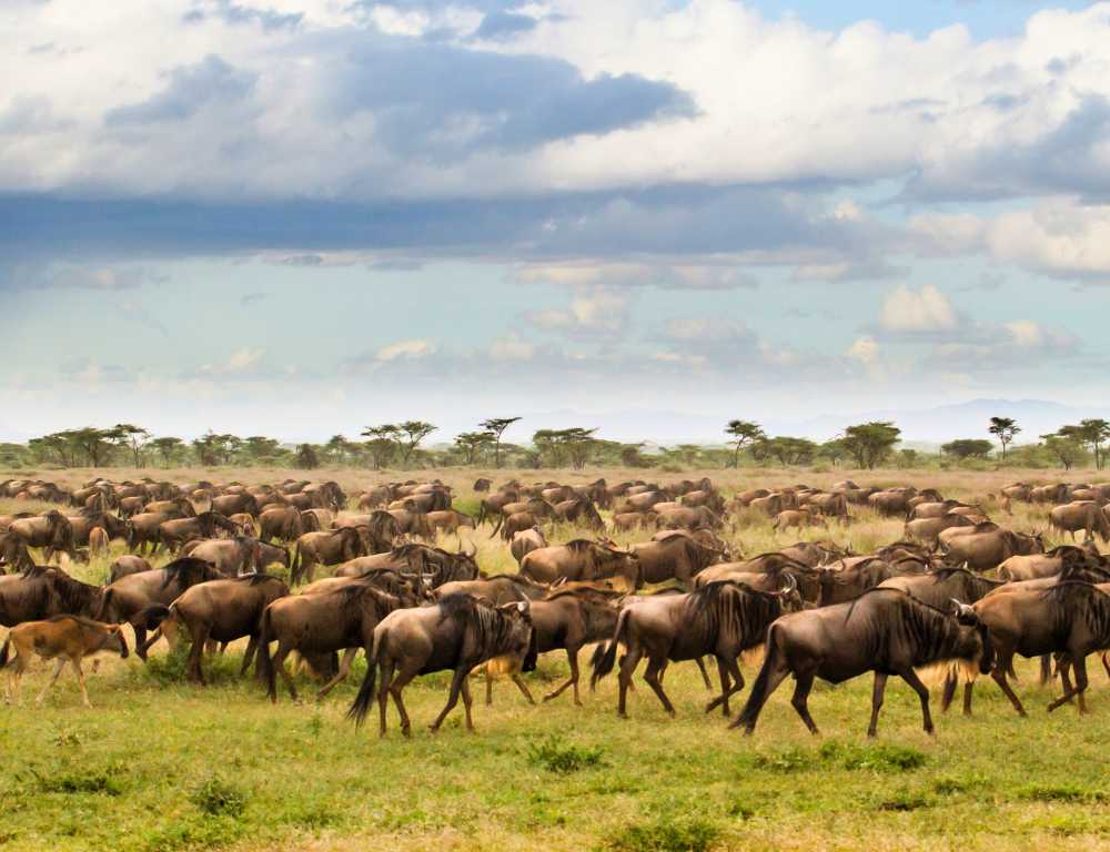 "Migration Safari" the most amazing natural show in Africa - Hoopoe Safari